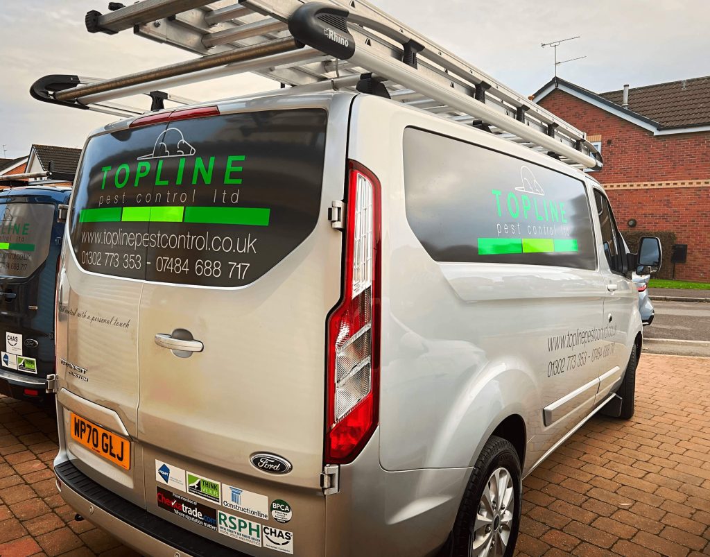 How to prevent flies | Topline Pest Control